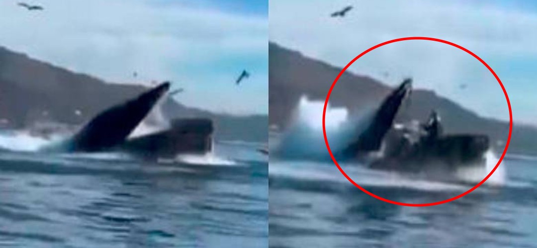 Turistas fueron tragados por una ballena en California