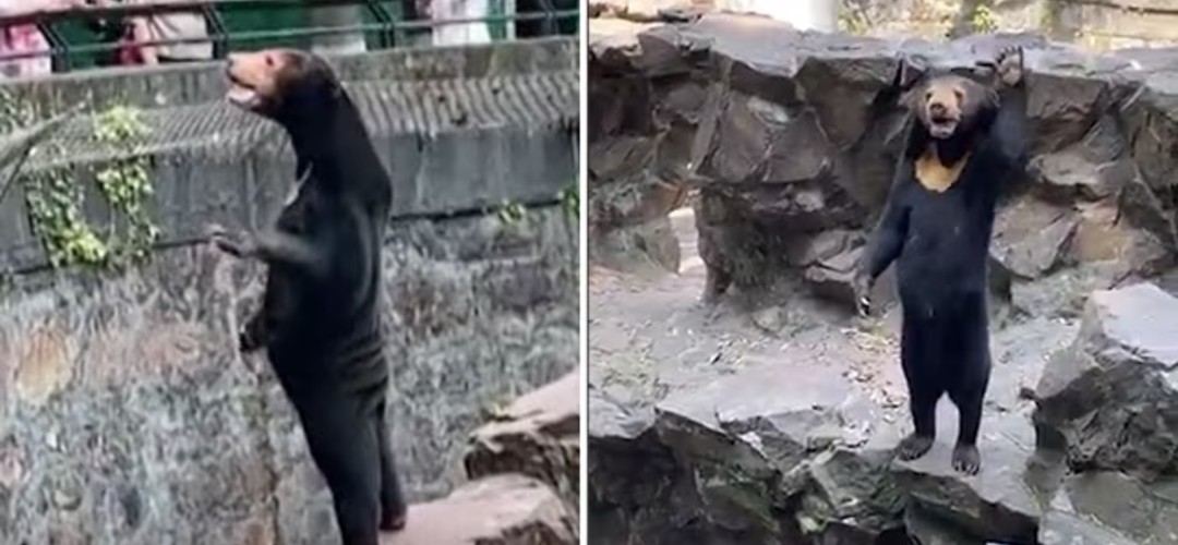 Polémico video de oso que se pone de pie como humano se vuelve viral