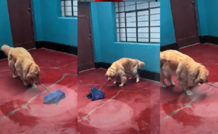Perrito que trapea conquista las redes sociales (VIDEO)