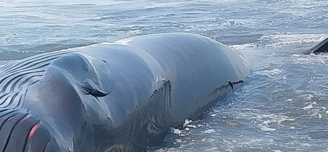 Localizan una ballena muerta en las playas del Pacífico - Radio Sonora